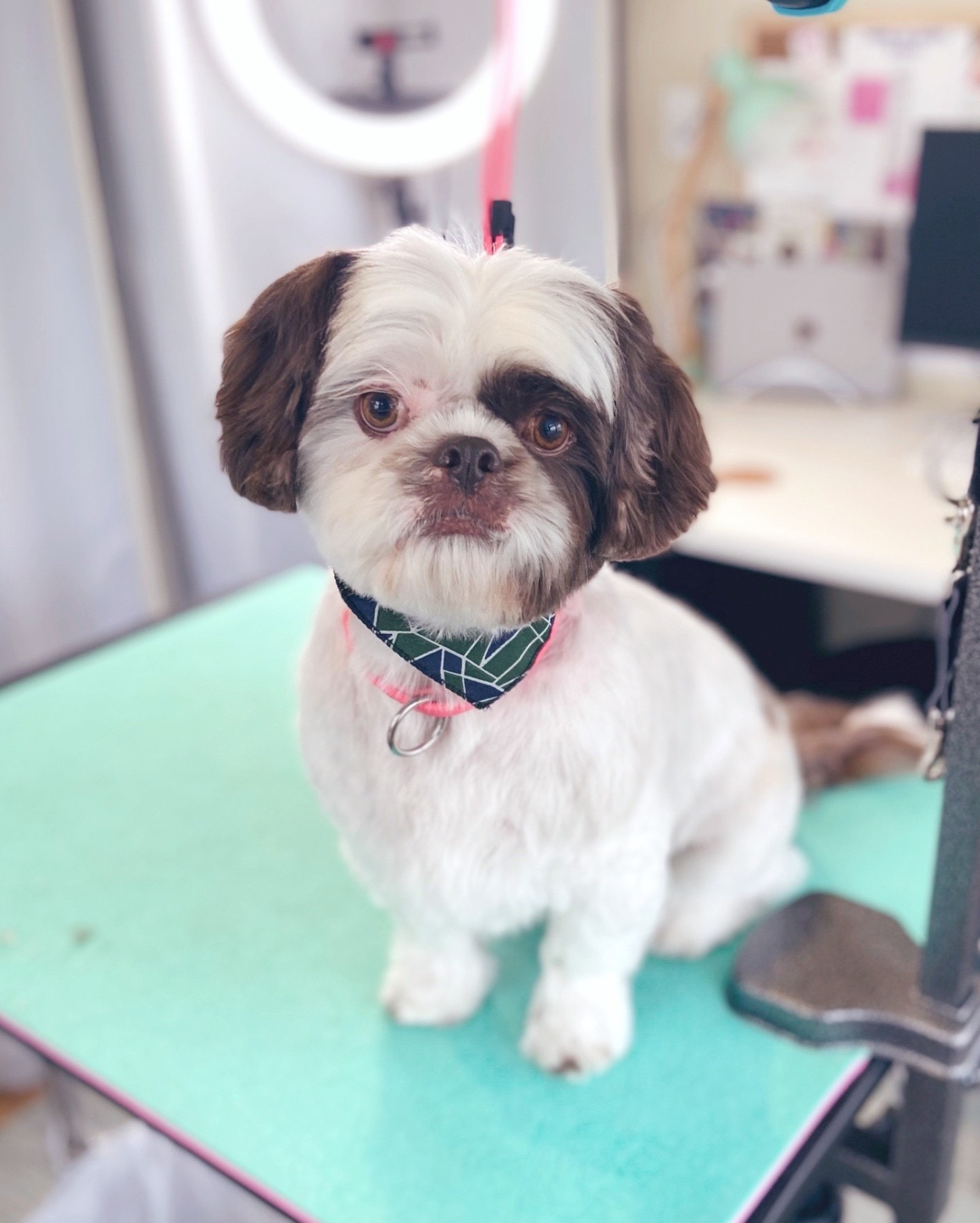 Hello Pup Salon – Dog Grooming